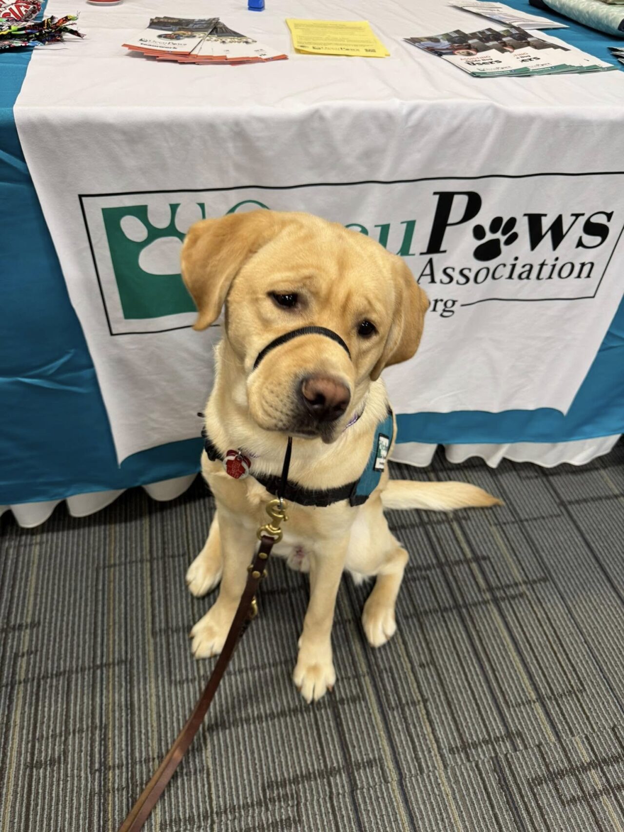 Etiquette Guide Dogs - OccuPaws